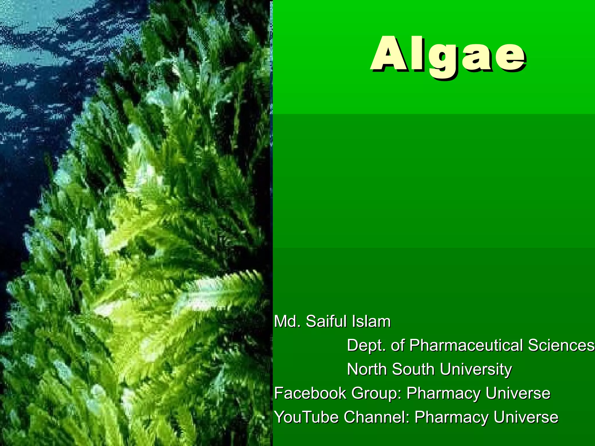 Algae | PPT