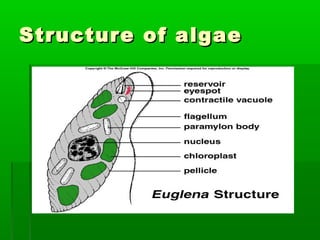 Algae | PPT