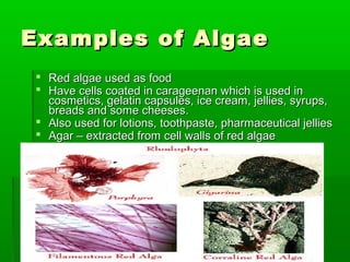 Algae | PPT