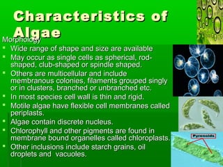 Algae | PPT