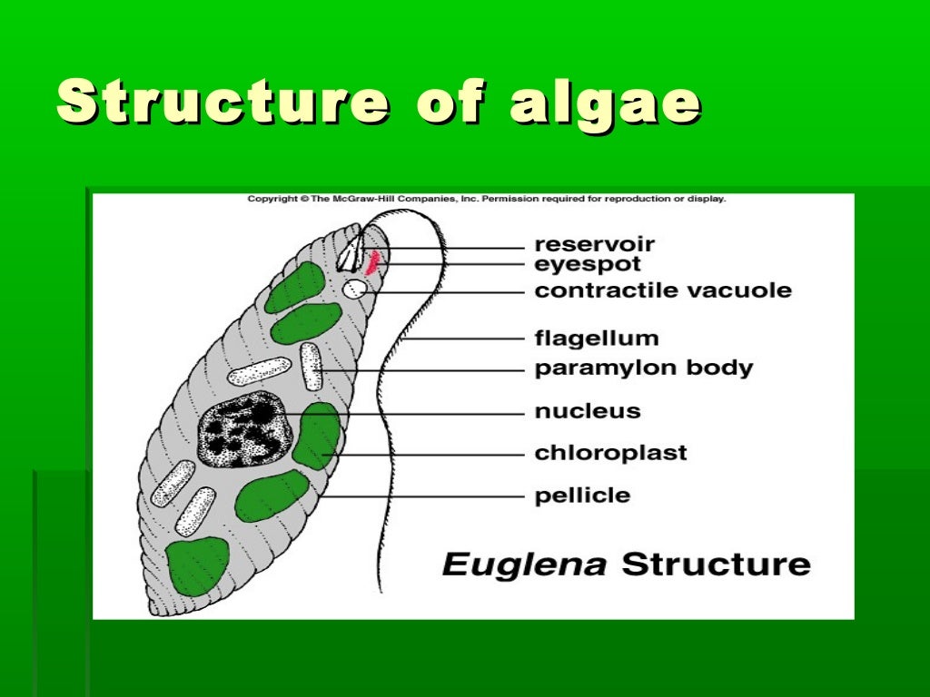 Structure Of Algae With Diagram Algae
