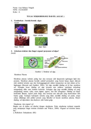 Algae | PDF