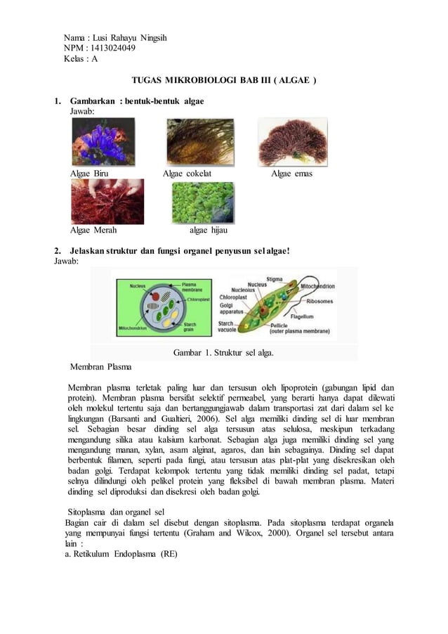 Algae | PDF