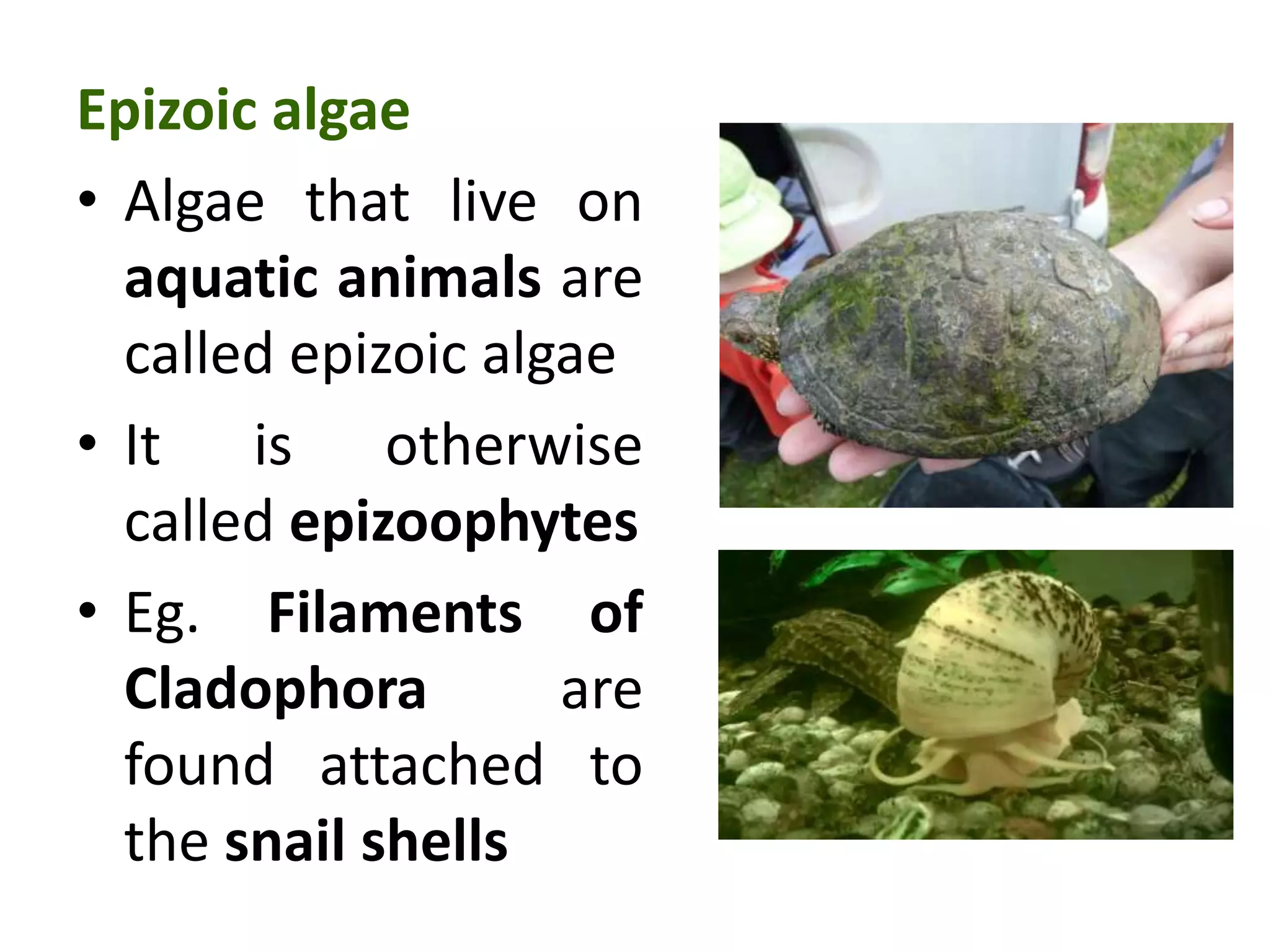 Algae | PPTX
