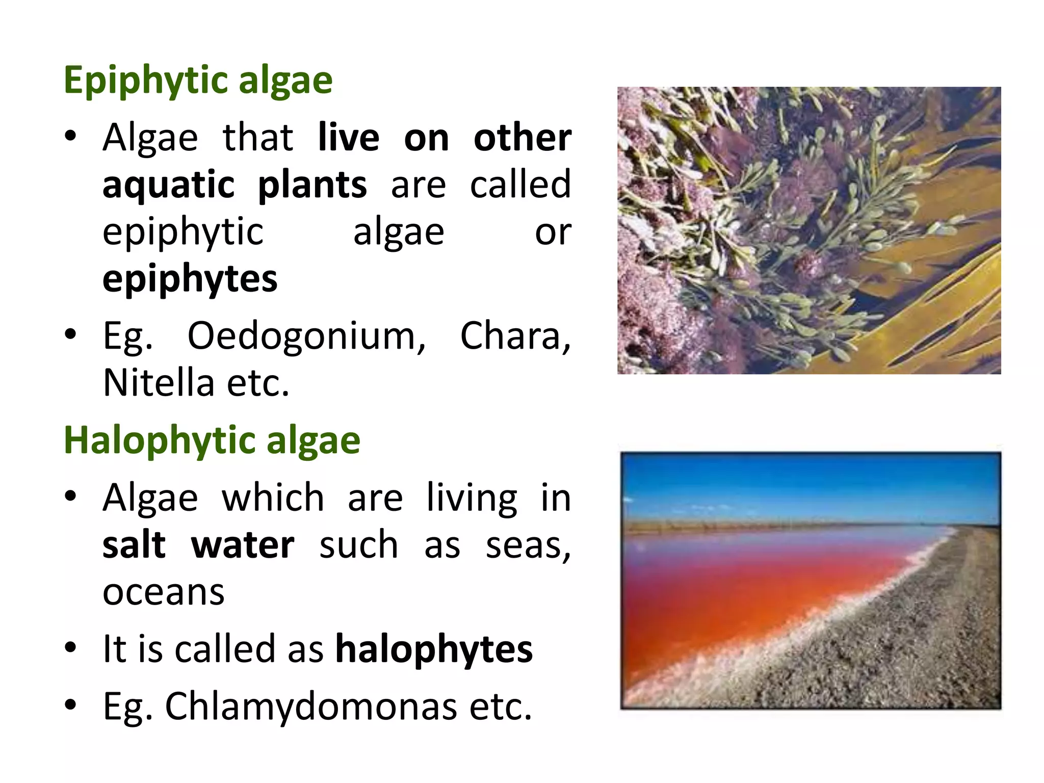 Algae | PPTX