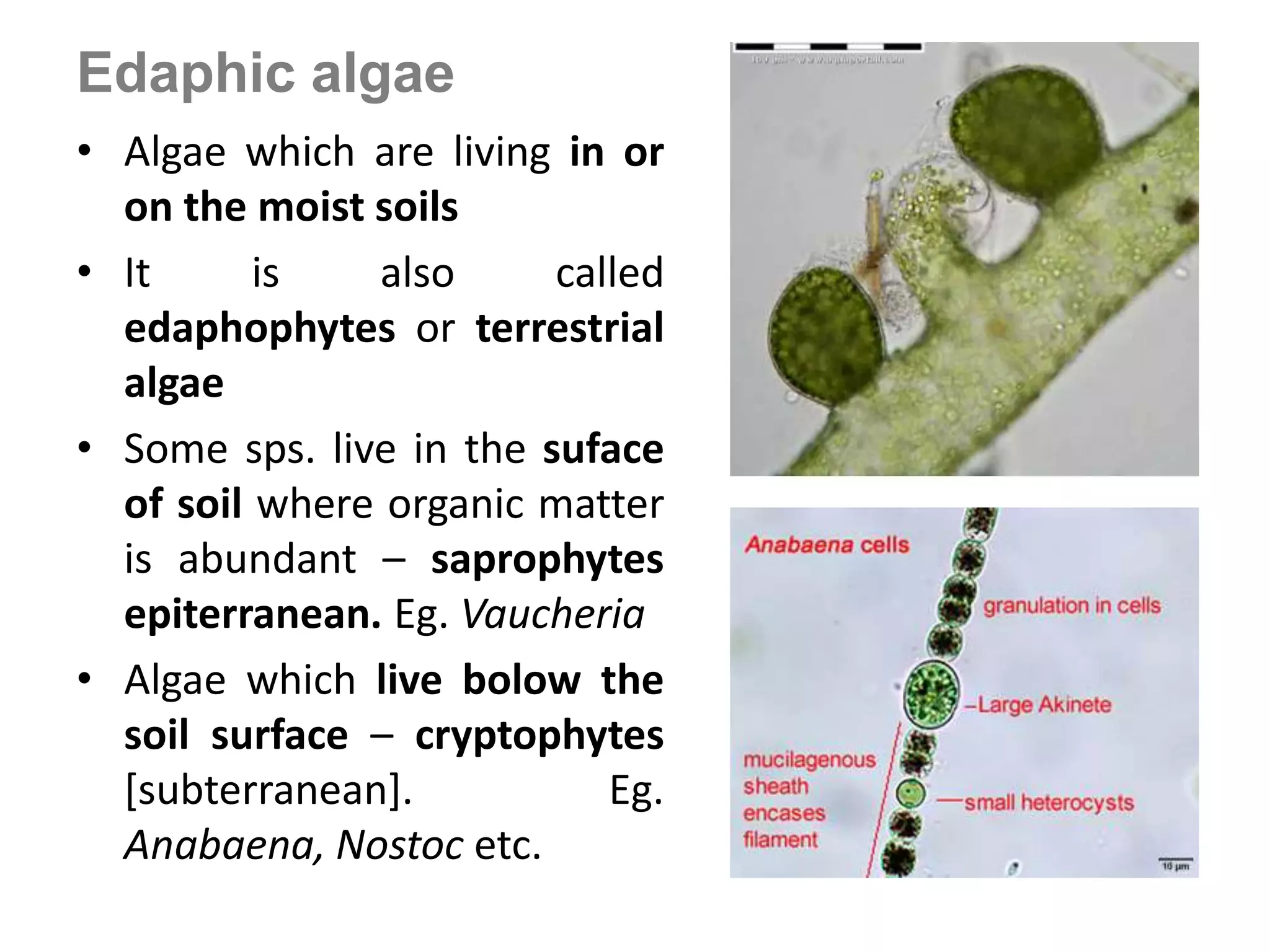 Algae | PPTX