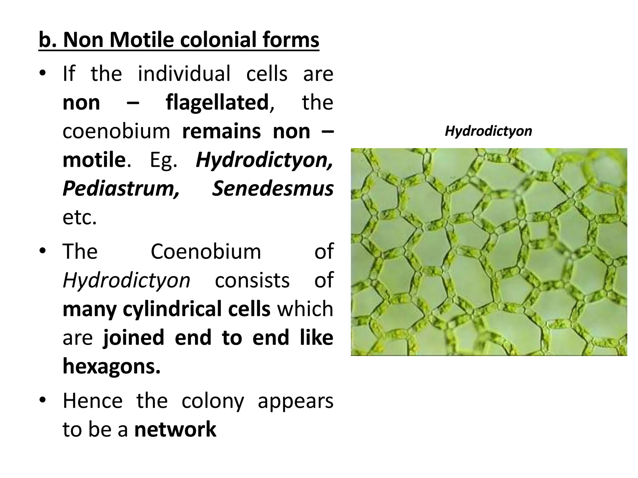 Algae | PPTX