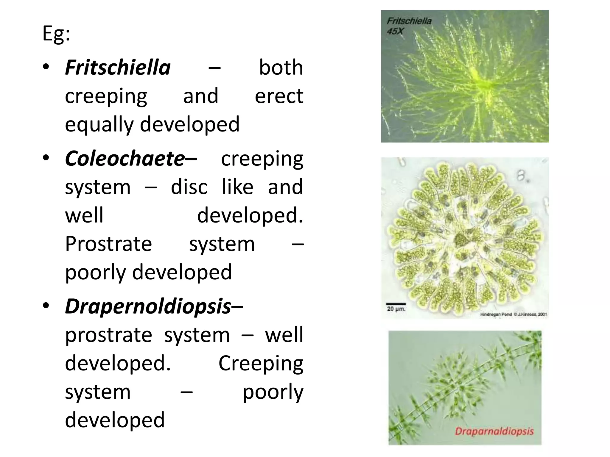 Algae | PPTX