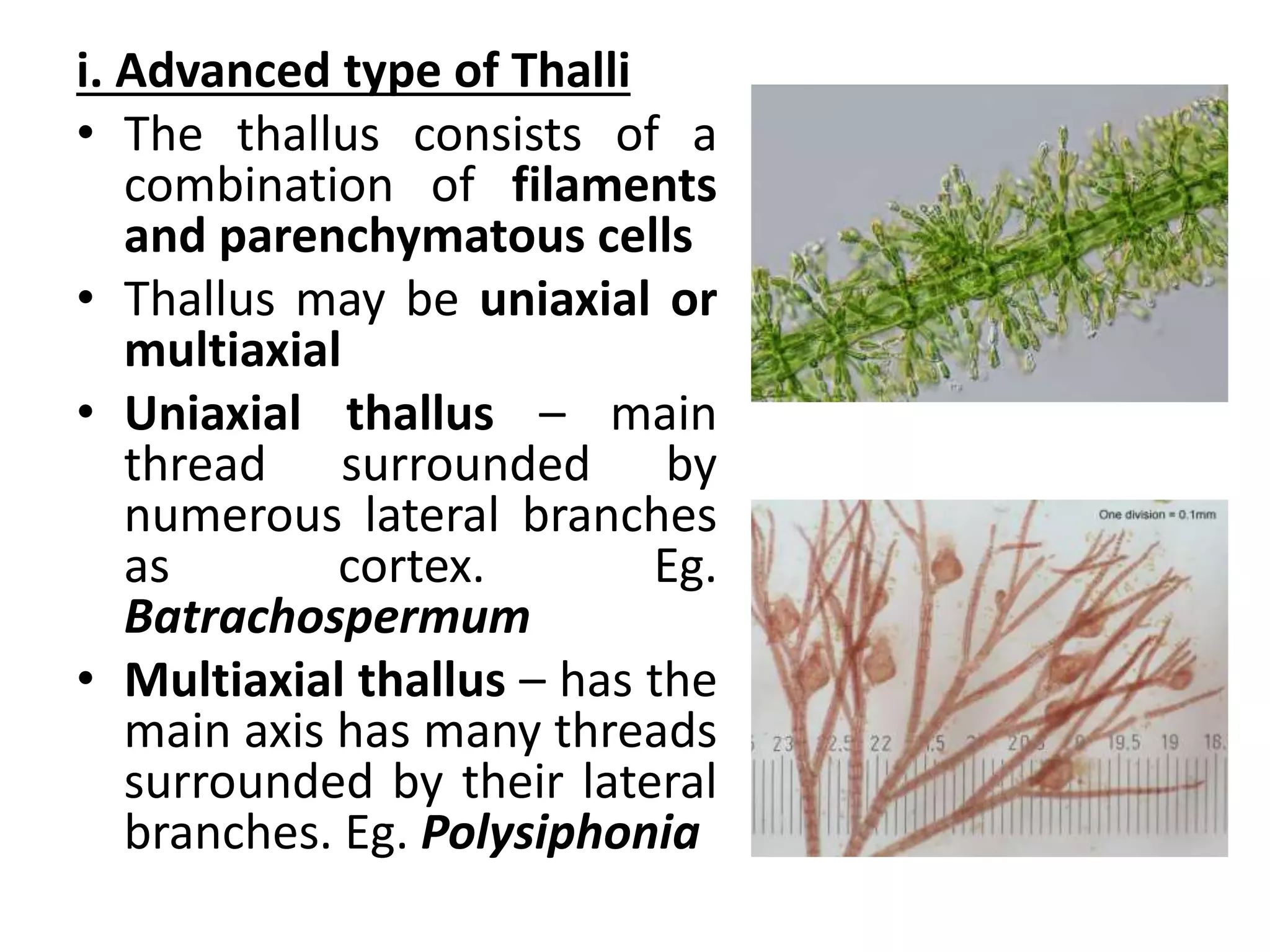 Algae | PPTX