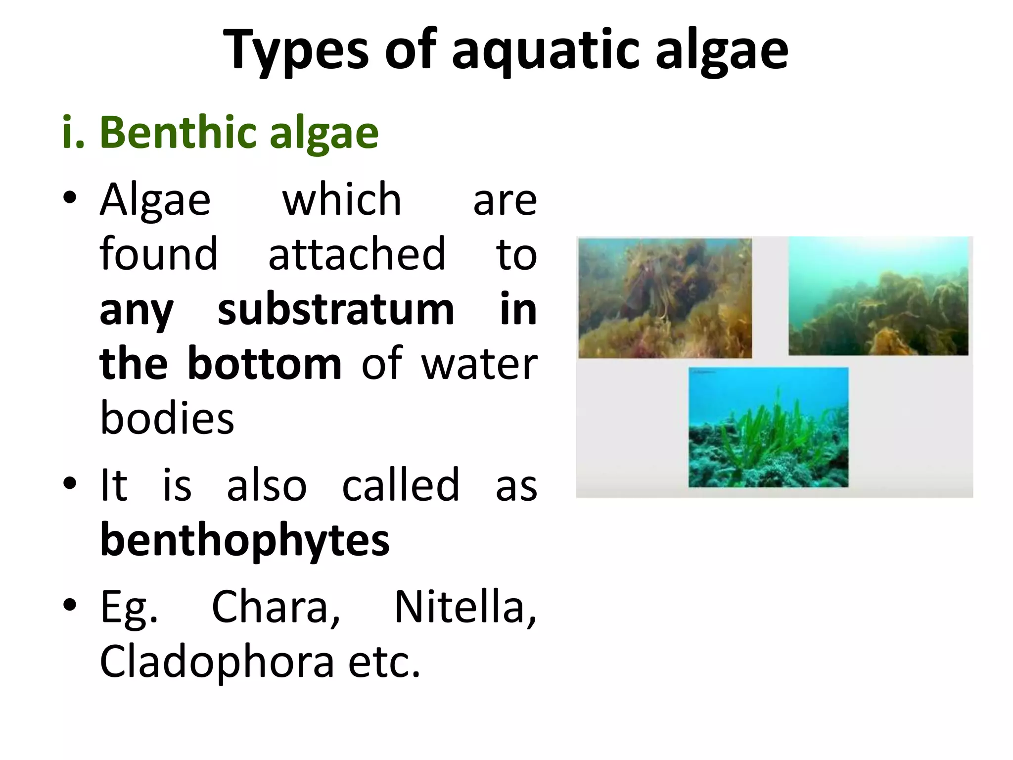 Algae | PPTX