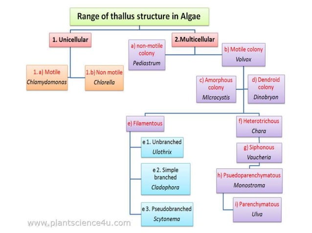 Algae | PPTX | Zoos & Aquariums | Attractions