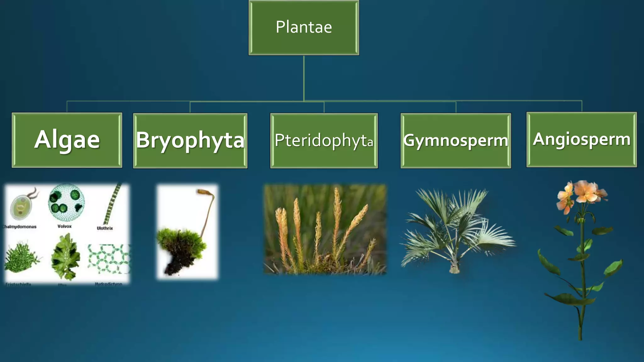 five kingdom classification | PPTX