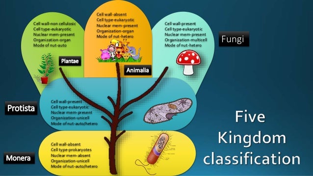 Five Kingdom Classification
