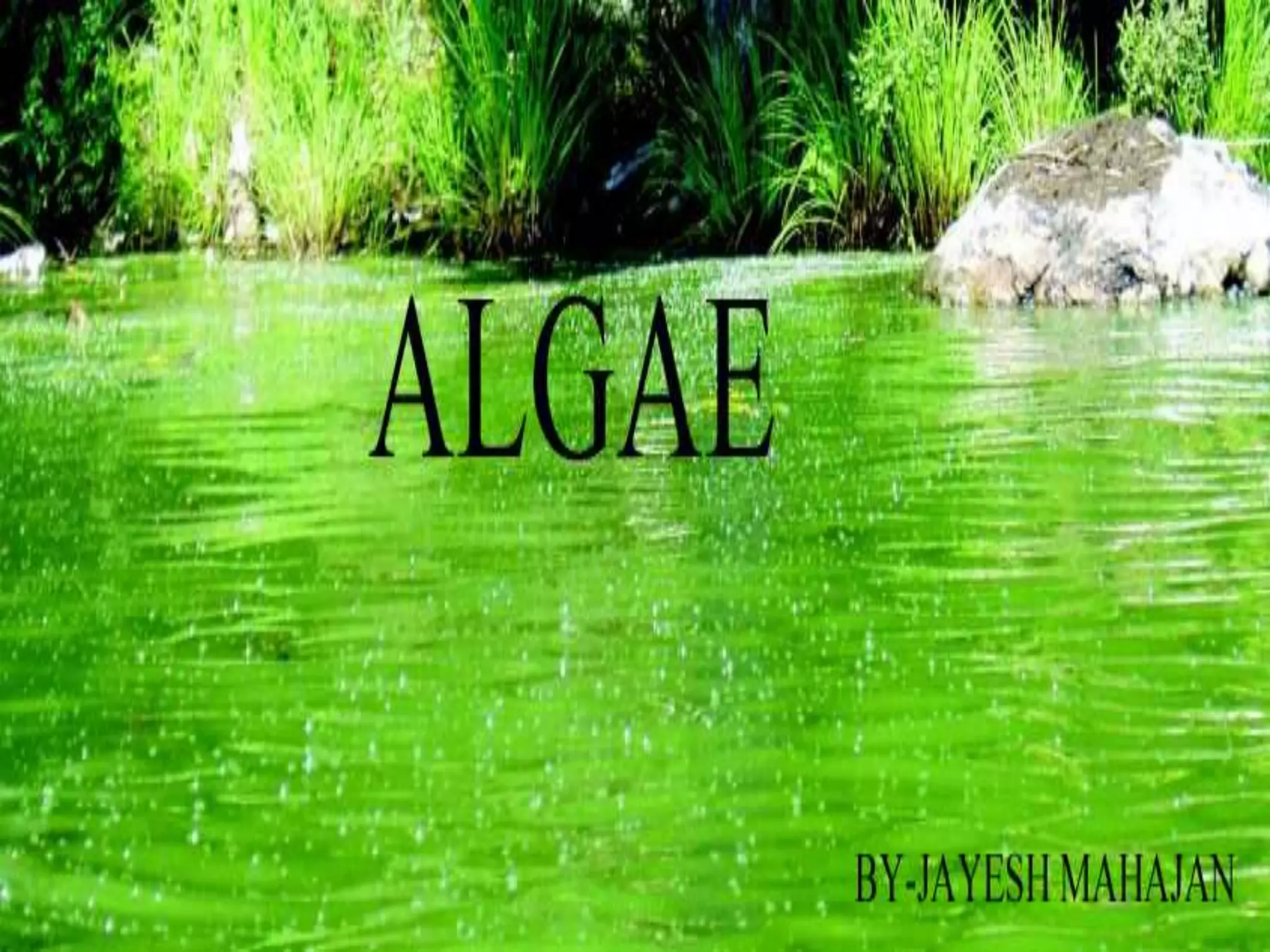 Algae | PPTX | Biological Sciences | Science