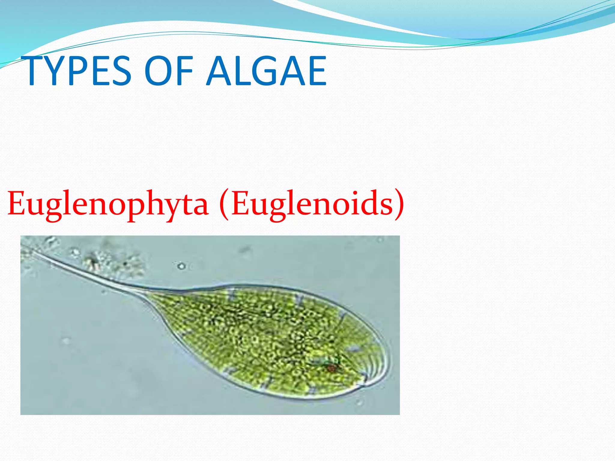 Algae | PPTX | Biological Sciences | Science