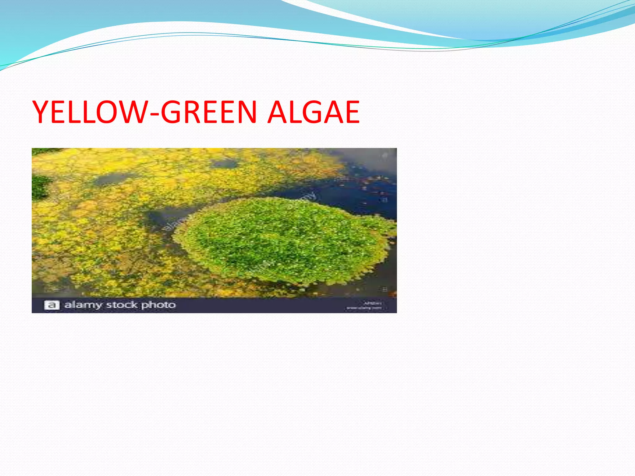 Algae | PPTX | Biological Sciences | Science