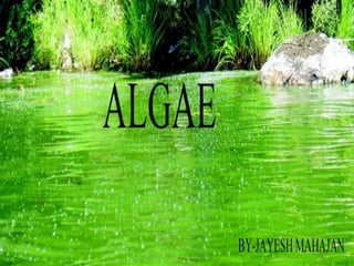 Algae | PPTX | Biological Sciences | Science