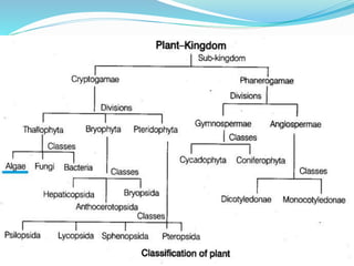 Algae | PPTX | Biological Sciences | Science