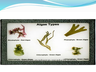 Algae | PPTX | Biological Sciences | Science