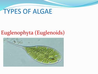 Algae | PPT