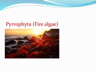 Algae | PPTX | Biological Sciences | Science