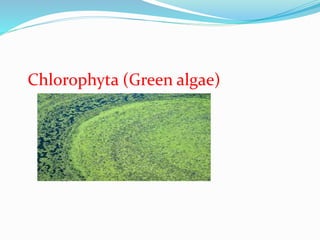 Algae | PPTX | Biological Sciences | Science