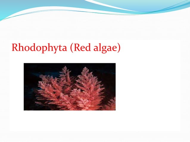 Algae | PPTX | Biological Sciences | Science