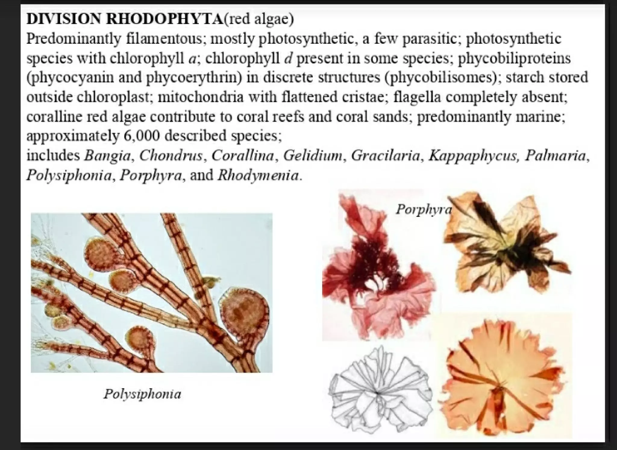 Algae And There Classification Based On Different Features Structure