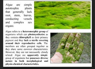 Algae and there classification based on different features, structure ...