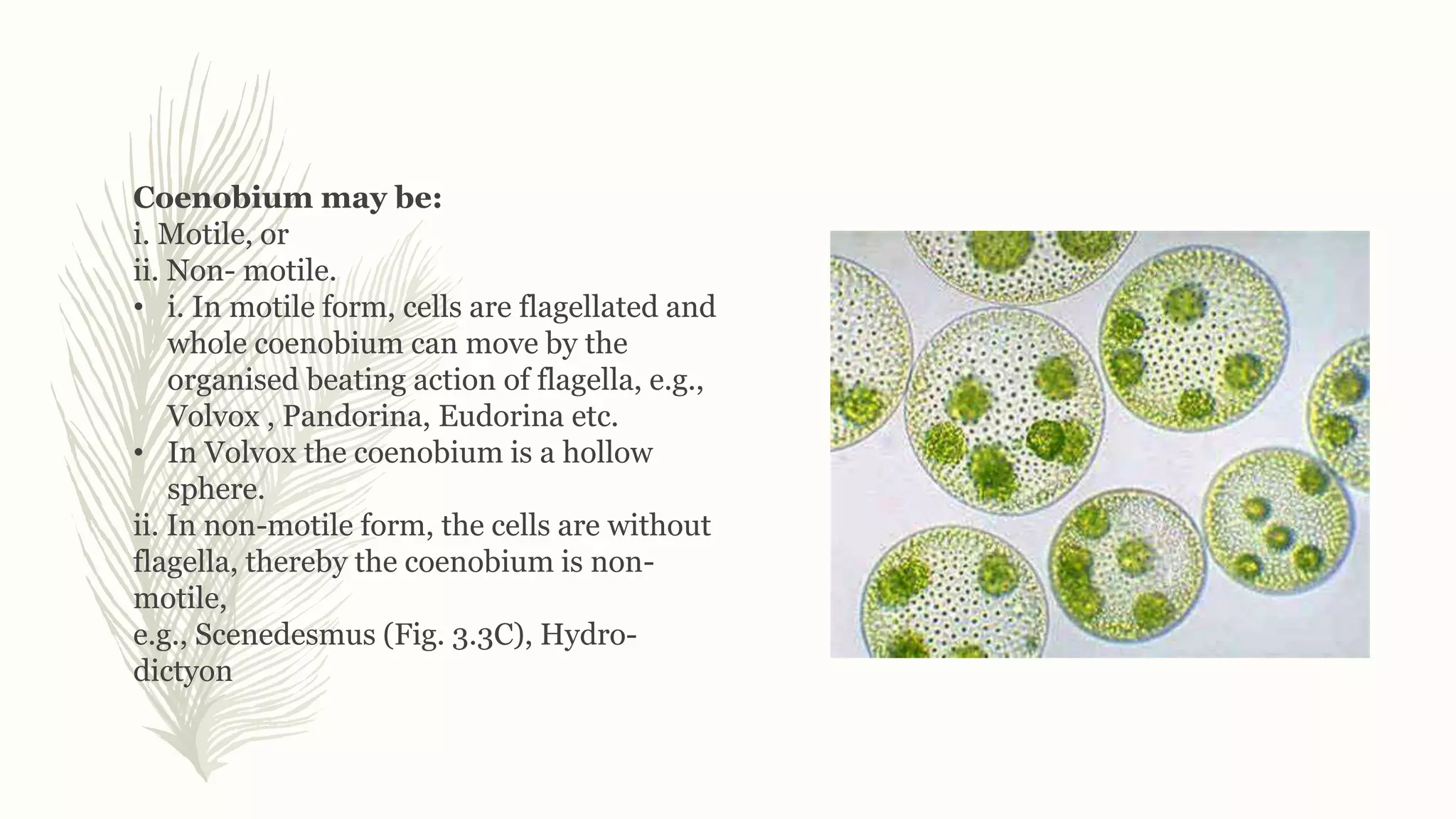 Algae (DIVERSITY OF MICROBES) | PPTX