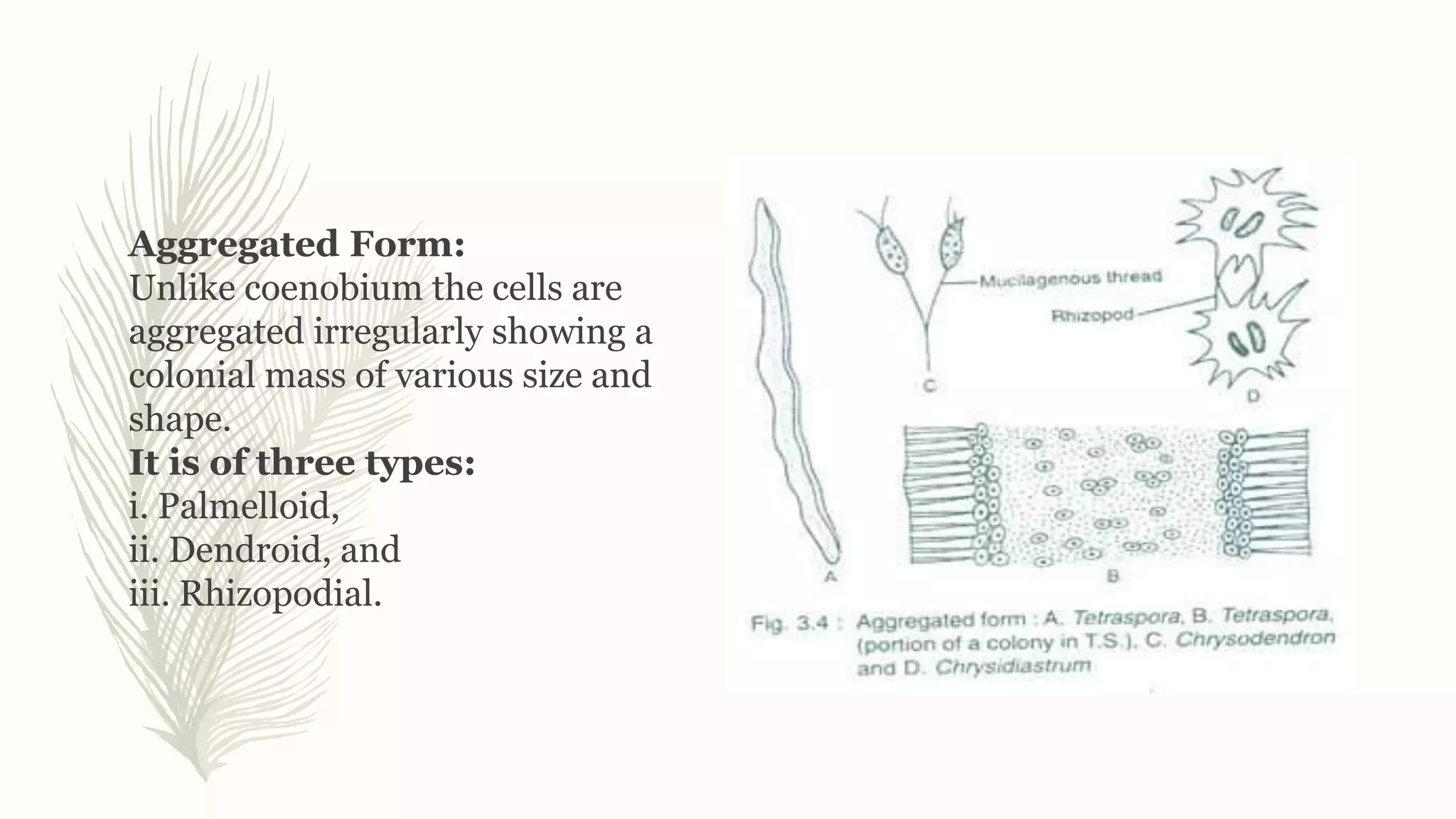 Algae (DIVERSITY OF MICROBES) | PPTX