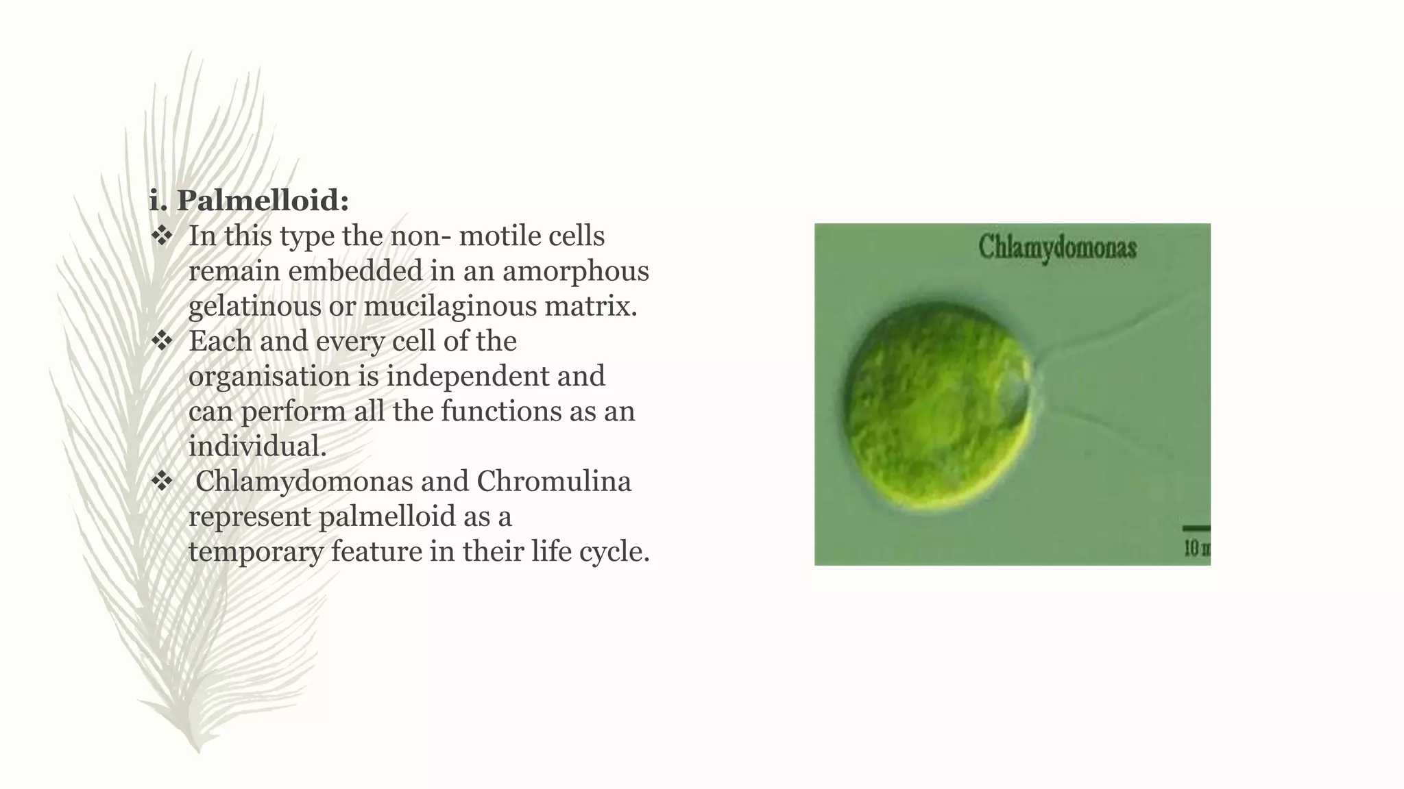 Algae (DIVERSITY OF MICROBES) | PPTX