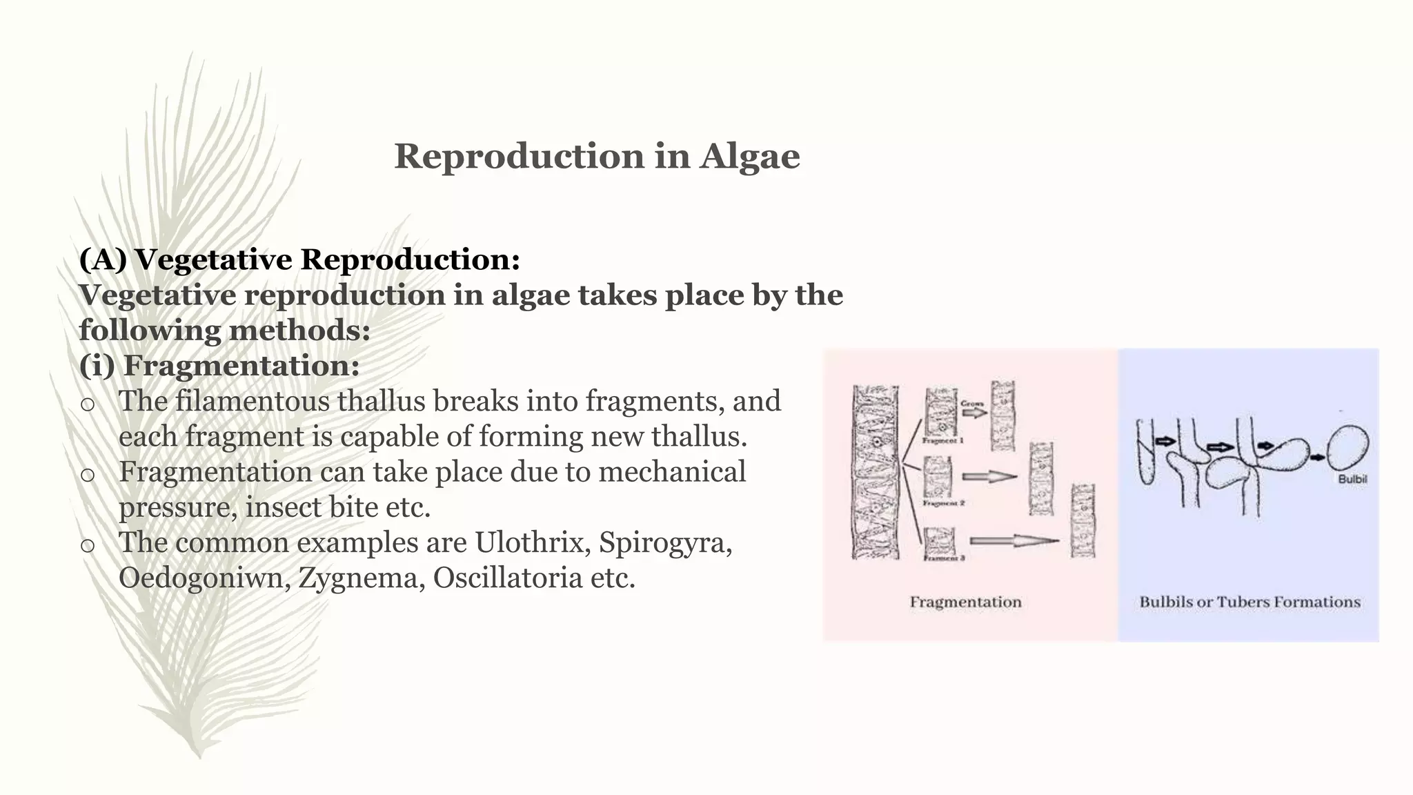 Algae (DIVERSITY OF MICROBES) | PPTX