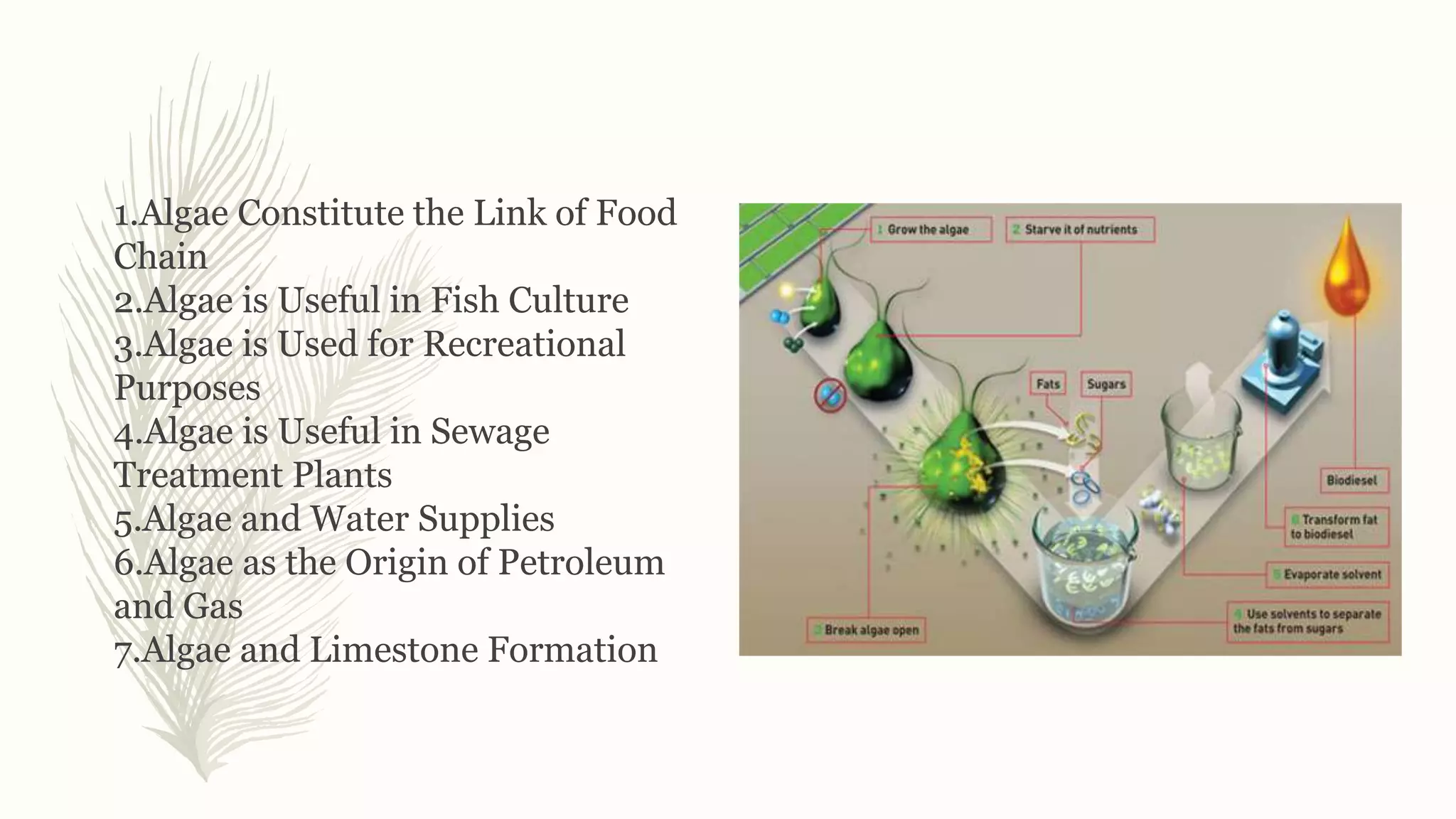 Algae (DIVERSITY OF MICROBES) | PPTX