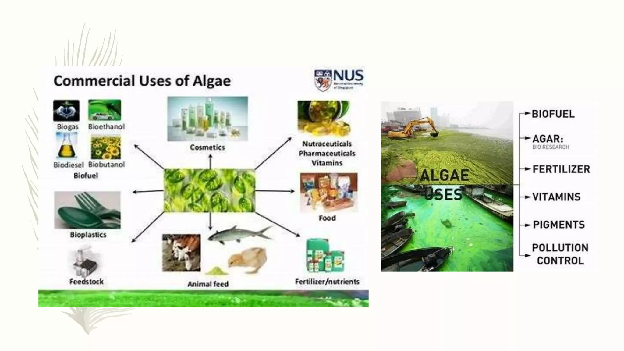 Algae (DIVERSITY OF MICROBES) | PPTX