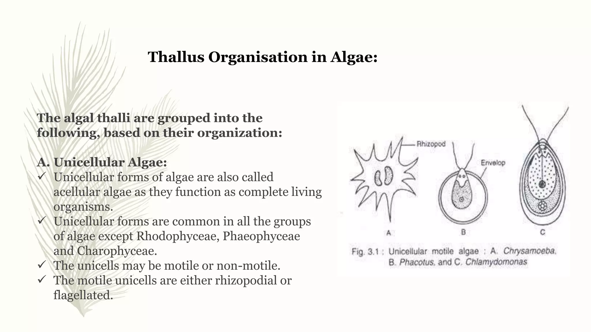 Algae (DIVERSITY OF MICROBES) | PPTX