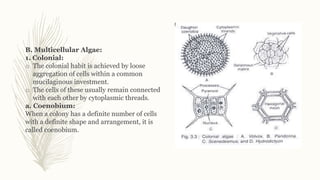 Algae (DIVERSITY OF MICROBES) | PPTX