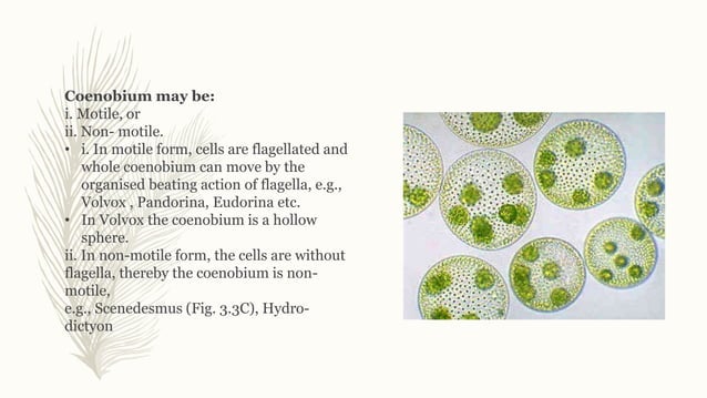 Algae (DIVERSITY OF MICROBES) | PPTX | Biological Sciences | Science