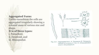 Algae (DIVERSITY OF MICROBES) | PPTX