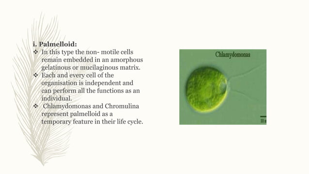 Algae (DIVERSITY OF MICROBES) | PPTX | Biological Sciences | Science