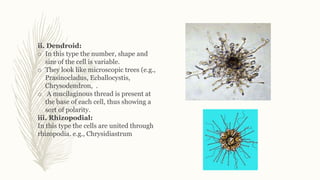 Algae (DIVERSITY OF MICROBES) | PPTX