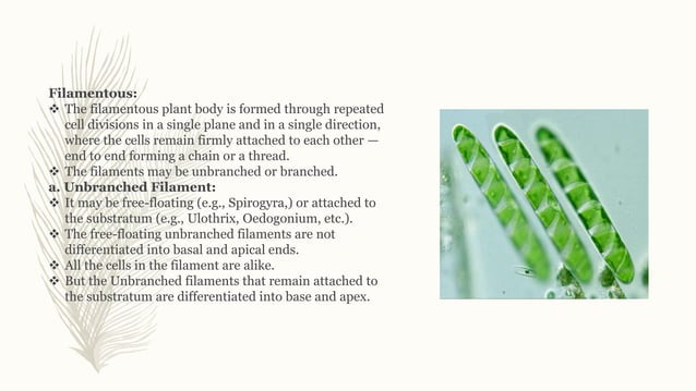 Algae (DIVERSITY OF MICROBES) | PPTX | Biological Sciences | Science