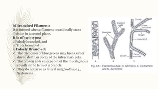 Algae (DIVERSITY OF MICROBES) | PPTX