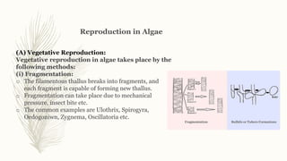 Algae (DIVERSITY OF MICROBES) | PPTX | Biological Sciences | Science