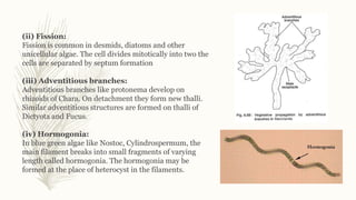 Algae (DIVERSITY OF MICROBES) | PPTX