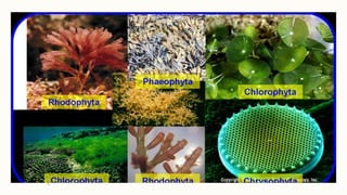 Algae (DIVERSITY OF MICROBES) | PPTX