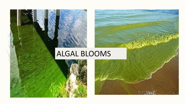 Algae (DIVERSITY OF MICROBES) | PPTX | Biological Sciences | Science