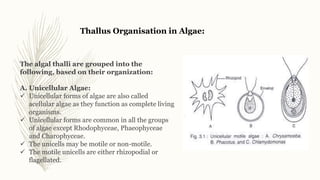 Algae (DIVERSITY OF MICROBES) | PPTX