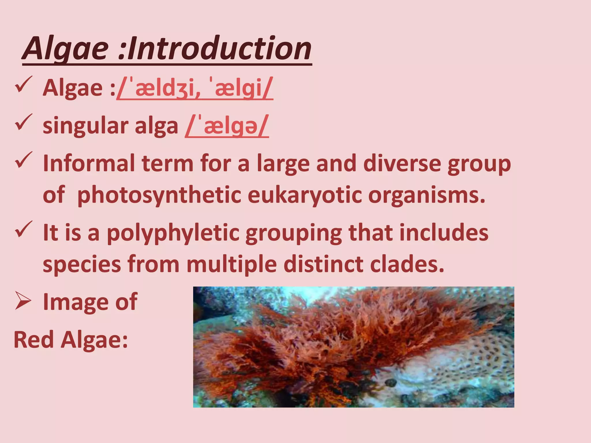 Algae : PHOTOSYNTHETIC EUKARYOTES | PPTX