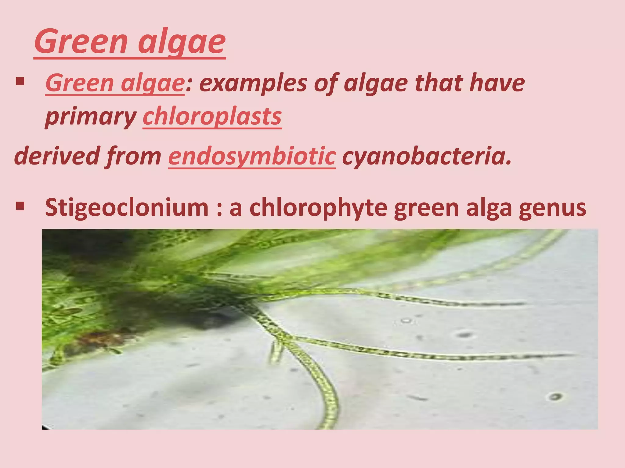 Algae : PHOTOSYNTHETIC EUKARYOTES | PPTX